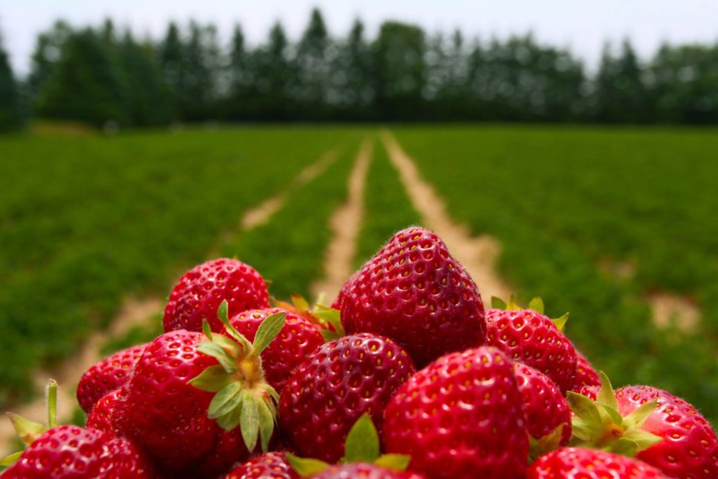 Sunset U-Pick - Buy Local NB